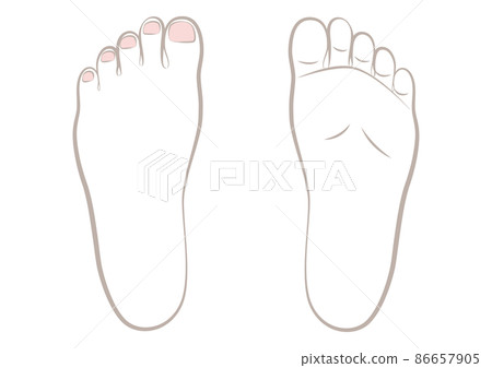 Female left sole and instep - Stock Illustration [86657905] - PIXTA
