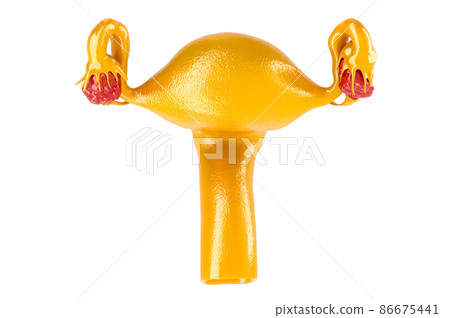 Female uterus, glossy yellow color. 3D rendering-插圖素材 [86675441] - PIXTA圖庫