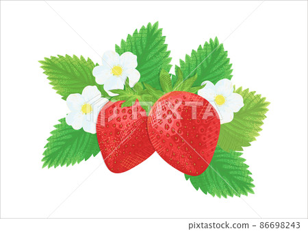 Strawberry and strawberry flower illustration... - Stock Illustration ...