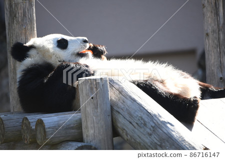 Pandas Eating Carrots
