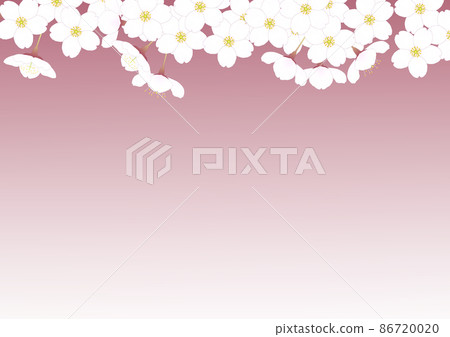 Sakura flowers in full bloom on a pink gradient... - Stock Illustration ...