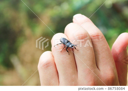 Baby stag beetle in your hand - Stock Photo [86758084] - PIXTA