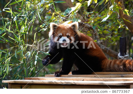 Laughing Red Panda