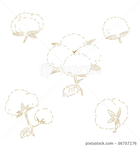 Cotton line drawing - Stock Illustration [86787176] - PIXTA