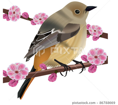 Title Uguisu on Ume (Real - Stock Illustration [86788669] - PIXTA