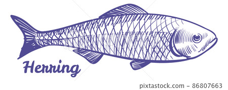 Herring drawing. Silver darling sea fish sketch - Stock Illustration ...