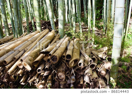 Felling of bamboo grove, thinning and pruning - Stock Photo [86814443 ...