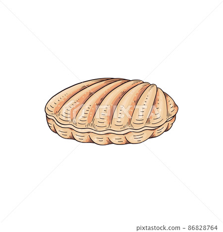 Closed nacre sea shell, hand drawn colored... - Stock Illustration ...
