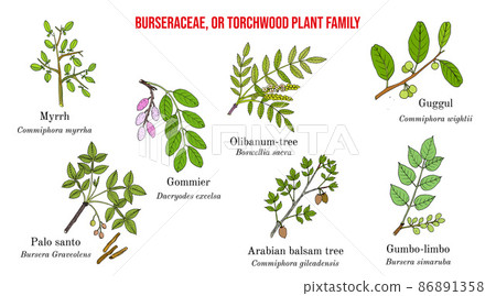 The Burseraceae, or torchwood plant family... - Stock Illustration ...