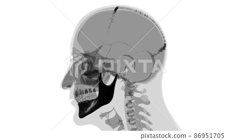 Human Skeleton Skull Mandible Bone Anatomy For... - Stock Illustration ...
