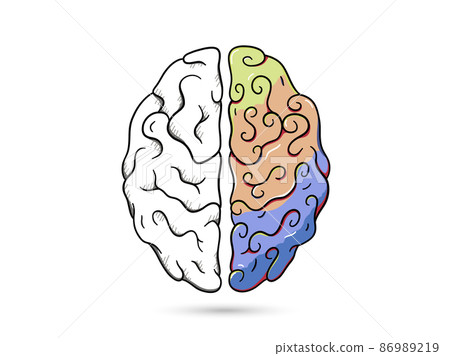 Brain function Vector illustration. Drawing... - Stock Illustration ...