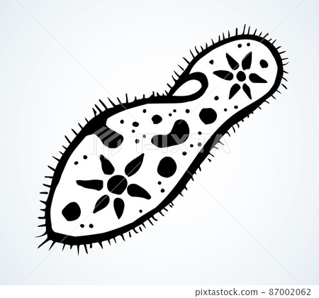 Paramecium caudatum. Vector drawing icon - Stock Illustration [87002062 ...
