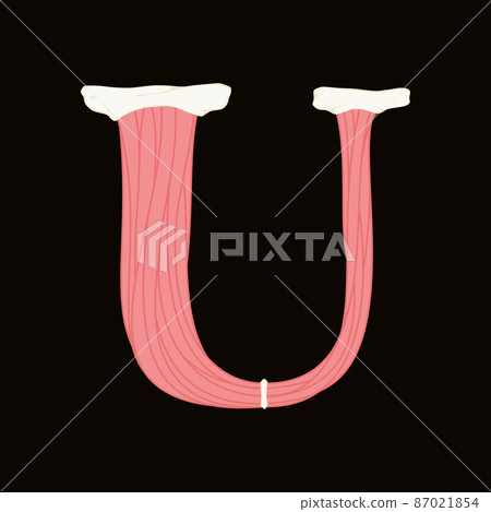 Vector muscle letter.Art font. - Stock Illustration [87021854] - PIXTA