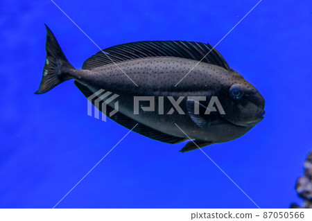 Dark Grey Fish