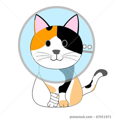 Calico cat with Elizabethan collar - Stock Illustration [87051971] - PIXTA