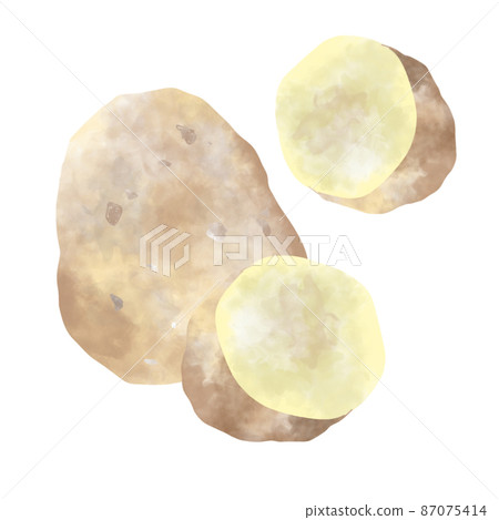 Vegetable potato cross section watercolor style... - Stock Illustration ...