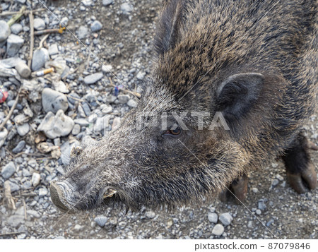 Italian Wild Boar