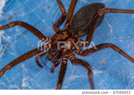 Blue Recluse Spider Facts About The Brown Recluse Spider