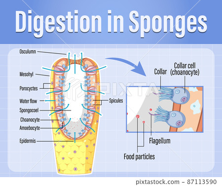 Diagram showing digestion in sponges - Stock Illustration [87113590 ...