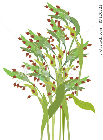 Coix seeds - Stock Illustration [87120321] - PIXTA