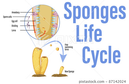 Diagram showing life cycle in sponges - Stock Illustration [87142024 ...