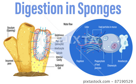 Diagram showing digestion in sponges - Stock Illustration [87190529 ...