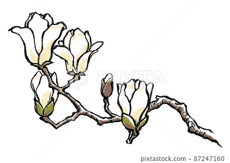 Yulan magnolia branch with 5 flowers, print style - Stock Illustration ...