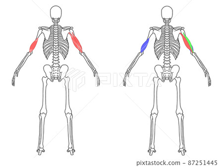 Human whole body skeleton and triceps brachii - Stock Illustration ...