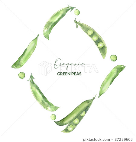 Watercolor pea pods border. Illustrated organic... - Stock Illustration ...