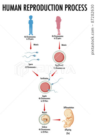 Diagram showing human reproduction process - Stock Illustration ...