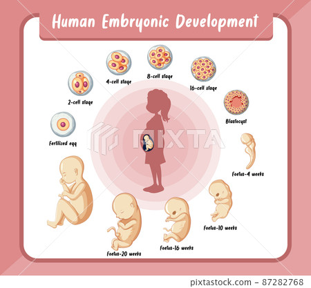 Human embryonic development in human infographic - Stock Illustration ...