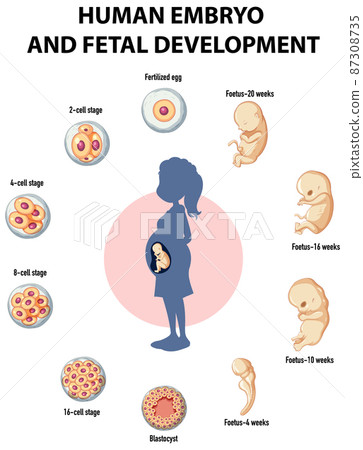 Embryonic And Fetal Development