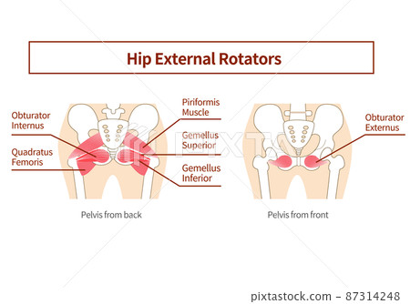 Inner muscle illustration of hip external. Stock Illustration 87314248 PIXTA