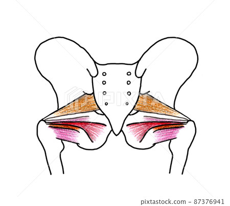 Hip joint external rotation six muscles pelvis - Stock Illustration ...