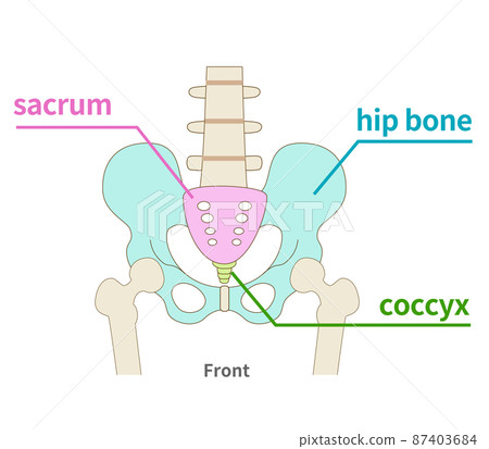 Illustration and name of the pelvis in English - Stock Illustration ...