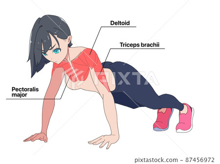 Names of women and muscles doing push-ups... - Stock Illustration ...