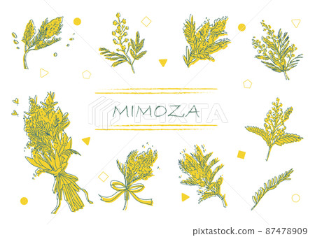 Mimosa line drawing illustration set - Stock Illustration [87478909 ...