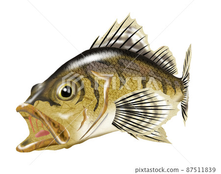 Rockfish that is happy to catch a classic fishing - Stock Illustration ...