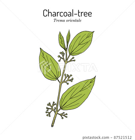 Indian charcoal-tree, or pigeon wood Trema... - Stock Illustration ...