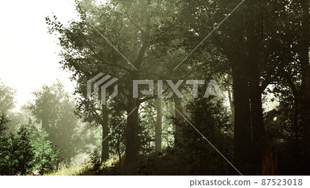 Hyperlapse in a summer forest in fog - Stock Illustration [87523018 ...
