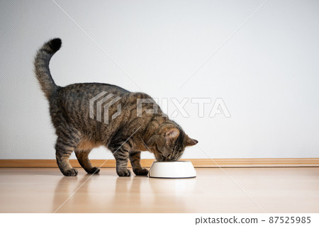 side view of tabby cat eating pet food from... - Stock Photo [87525985 ...