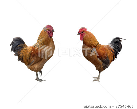 chicken, native chicken, nukki - Stock Illustration [87545465] - PIXTA