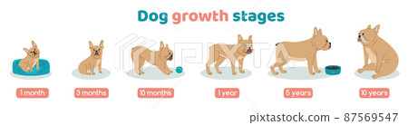 Dog Growth Stages Set-插圖素材 [87569547] - PIXTA圖庫