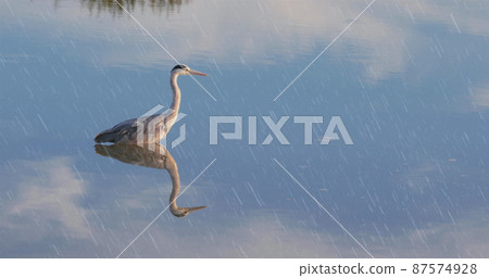 Image of rain falling over bird in water and... - Stock Illustration ...