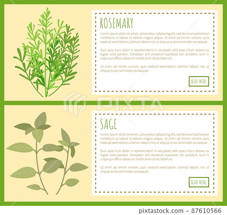 Rosemary and Sage Green Plant Spicy Condiments - Stock Illustration ...