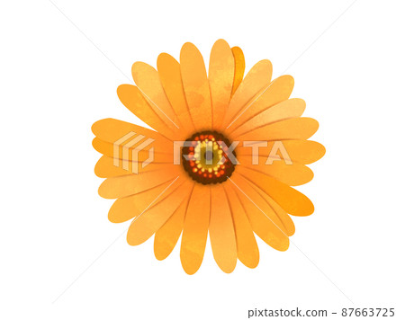 Watercolor style Dimorphotheca with texture - Stock Illustration ...