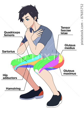 Squat men and muscle names (color-coded, English) - Stock Illustration ...