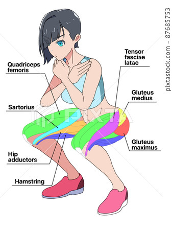 Squat women and muscle names (color-coded,... - Stock Illustration ...