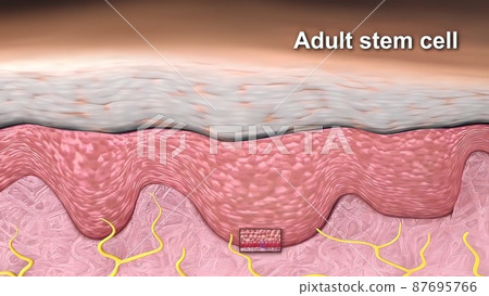 Adult stem cell - Stock Illustration [87695766] - PIXTA