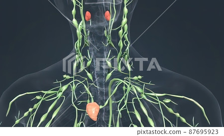 Lymph nodes and Thyroid glands - Stock Illustration [87695923] - PIXTA